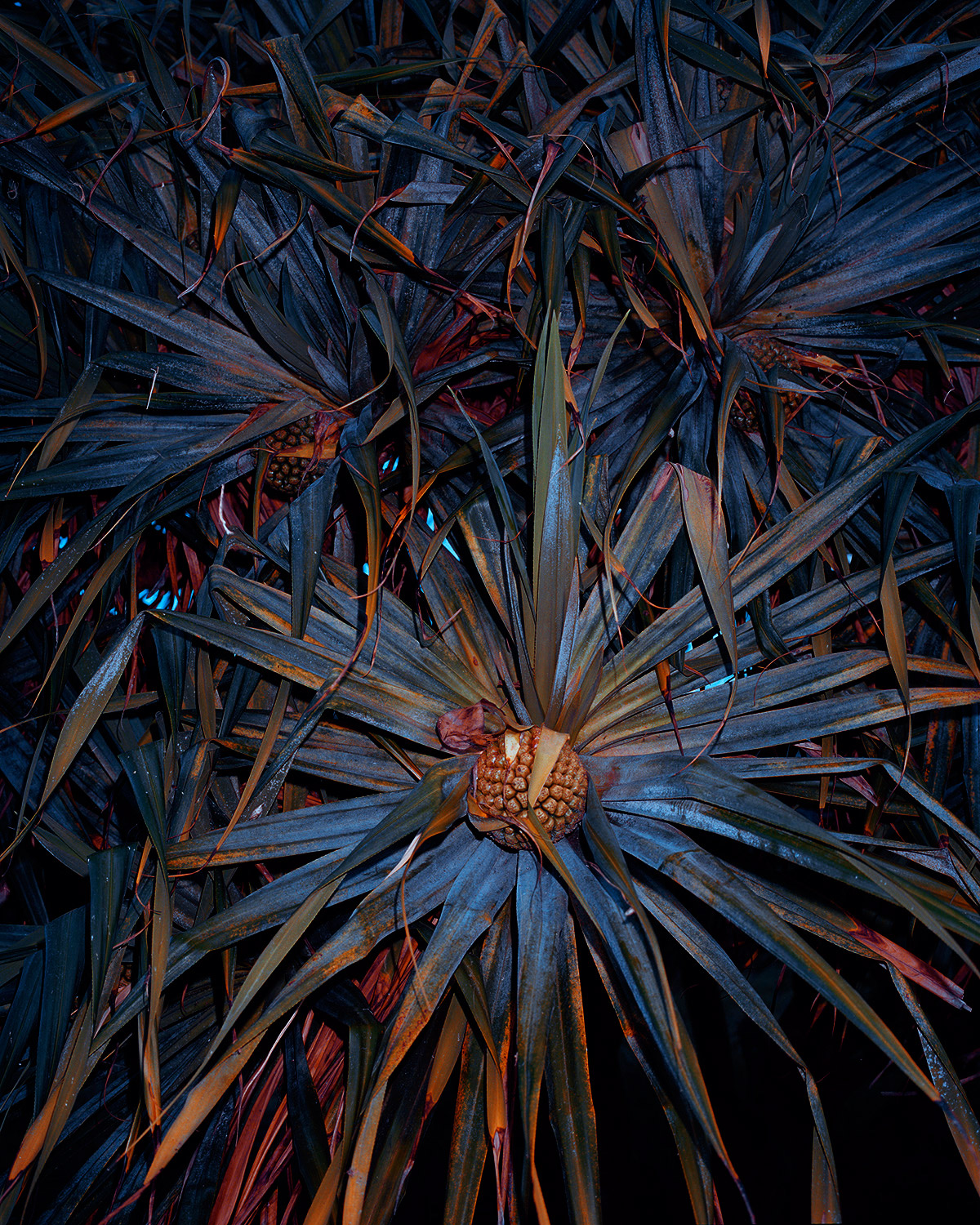 "strangerintwoworlds" by Photographer Brendan George Ko